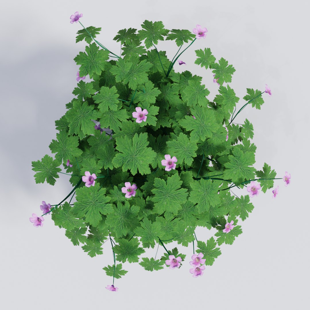 3D Plant Geranium Endressii Gardens Model - TurboSquid 1428844
