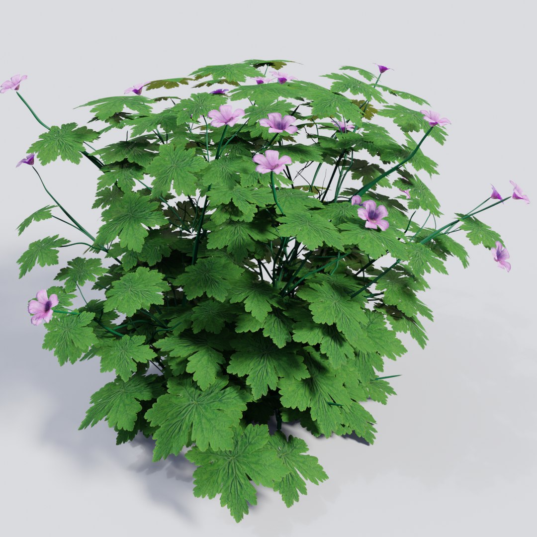 3D Plant Geranium Endressii Gardens Model - TurboSquid 1428844