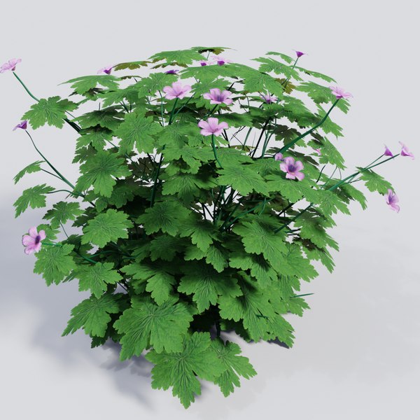3D model geranium flowers - TurboSquid 1488840