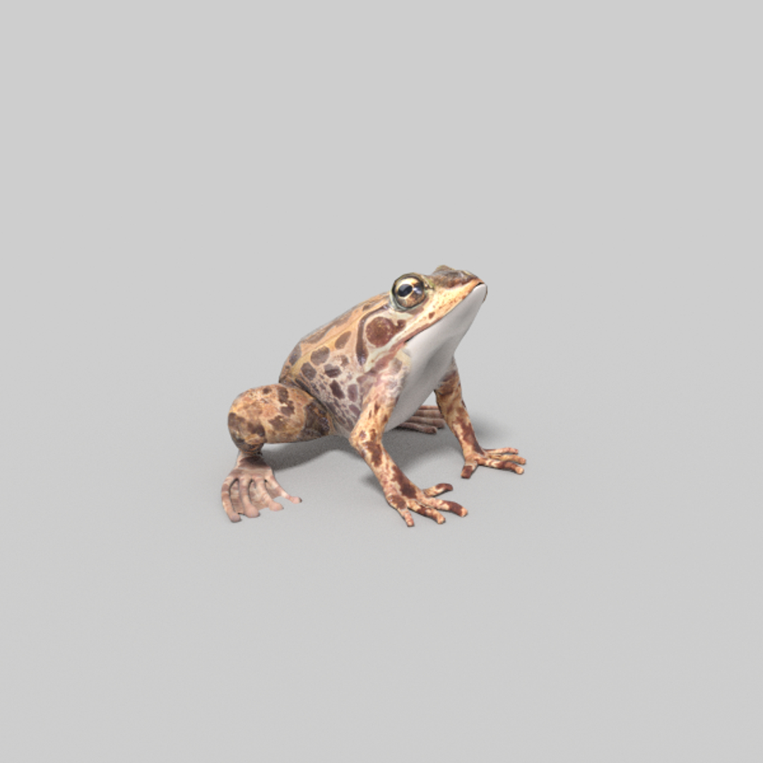 3d frog animation model