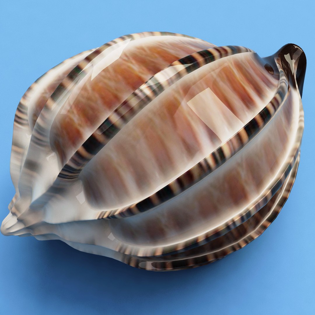 3d Seashell Harpa Major