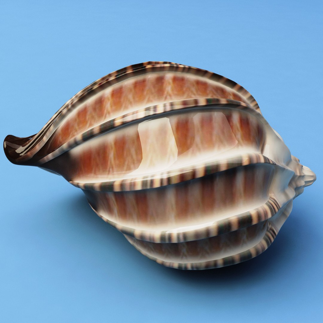 3d Seashell Harpa Major