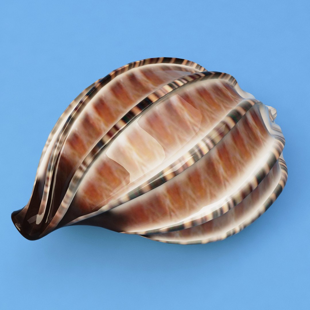 3d Seashell Harpa Major