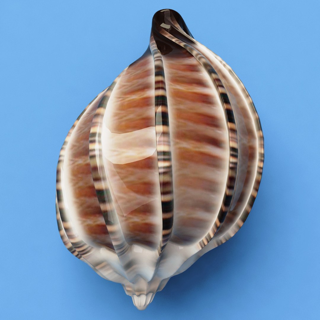 3d Seashell Harpa Major