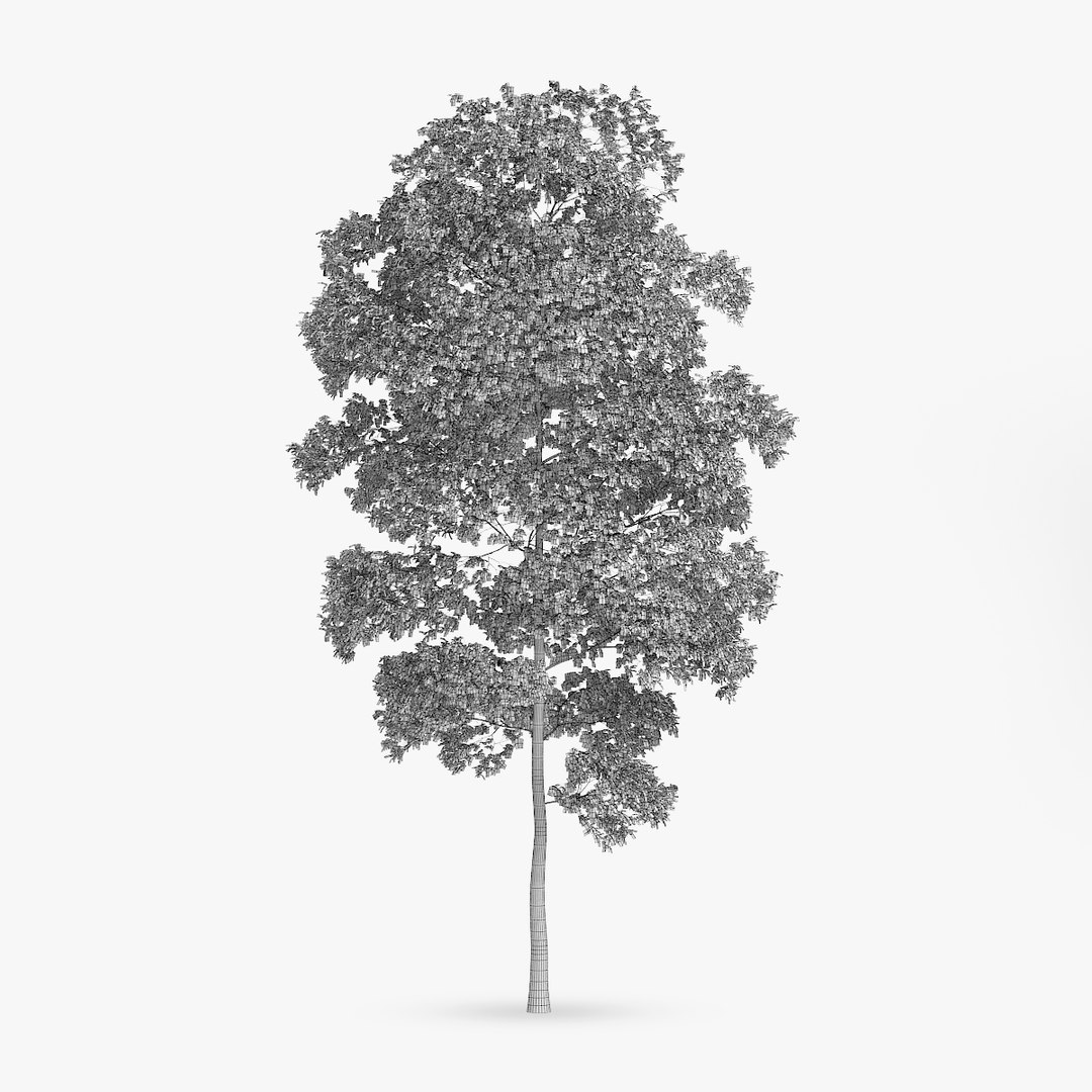 White Birch 19 4m 3d Max