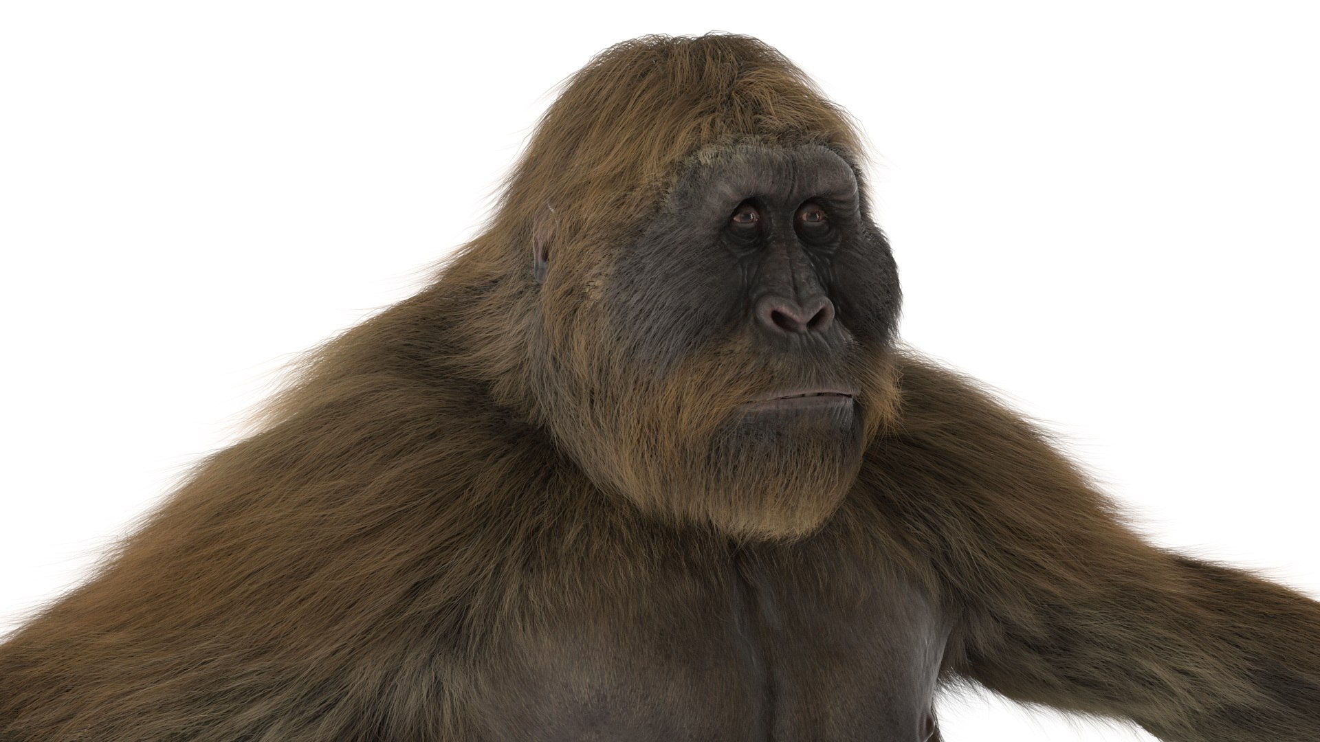 Gigantopithecus A-Pose Fur 3D Model - TurboSquid 2311398