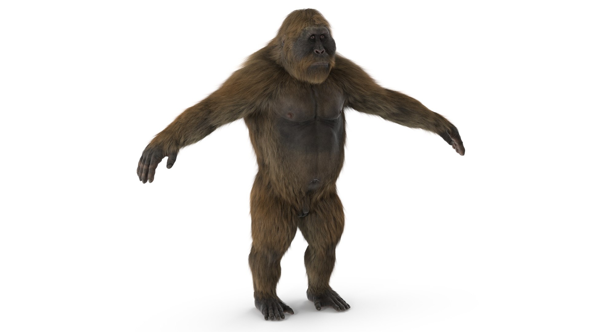Gigantopithecus A-Pose Fur 3D Model - TurboSquid 2311398