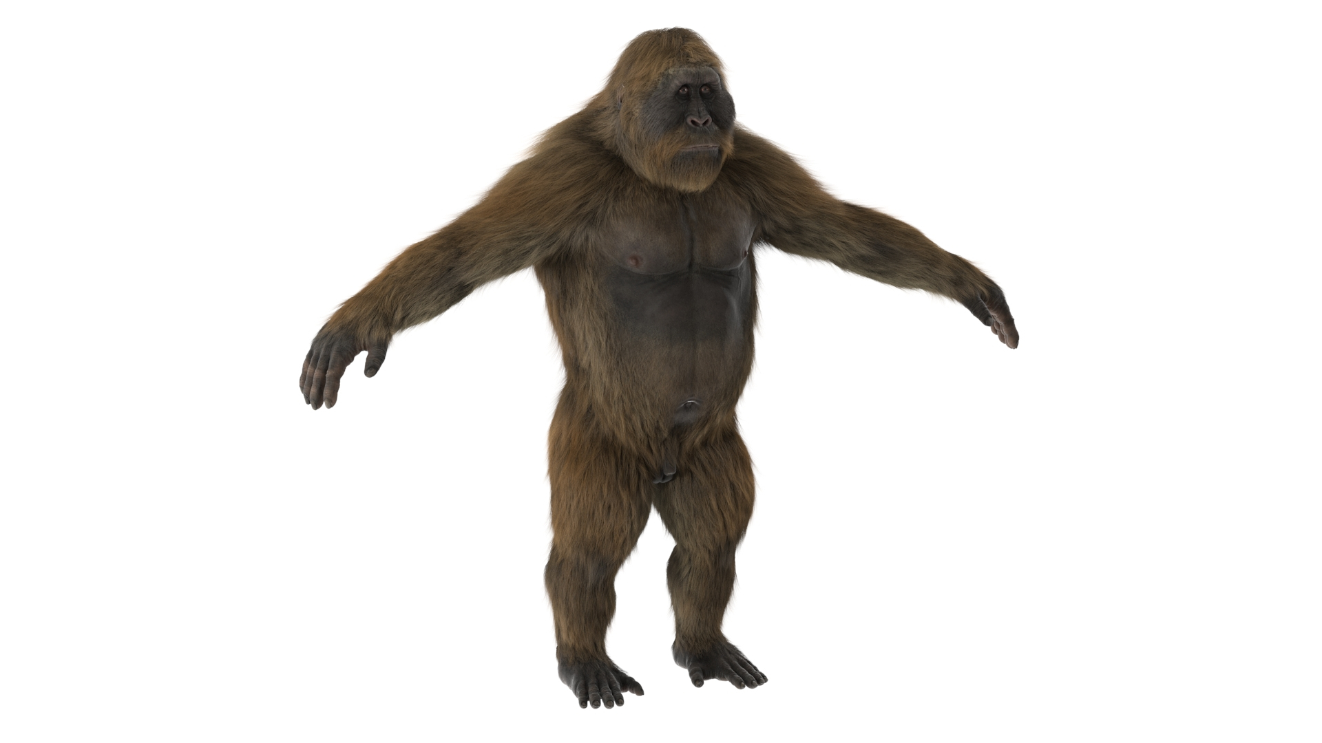 Gigantopithecus A-Pose Fur 3D Model - TurboSquid 2311398