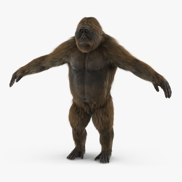 modelo 3d Gigantopithecus A-Pose Pelaje - TurboSquid 2311398