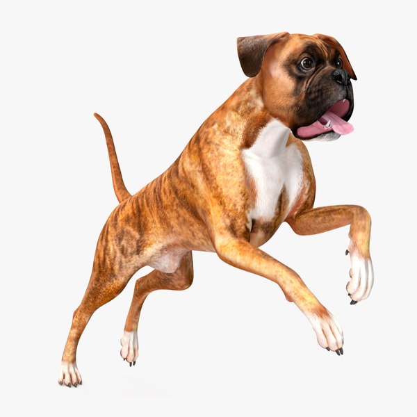 modelo 3d Boxer, perro, tigre, coloreado, preparado para Cinema 4D ...