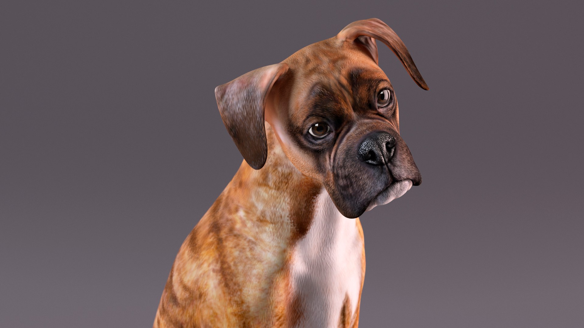 3D Boxer Dog Tiger Colored Rigged For Cinema 4D - TurboSquid 2273137