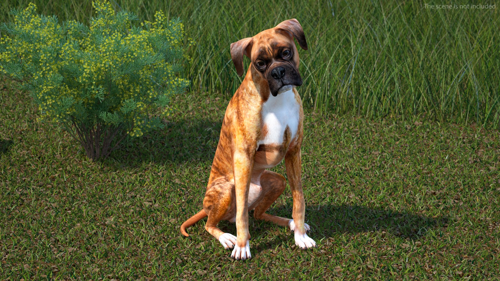 3D Boxer Dog Tiger Colored Rigged For Cinema 4D - TurboSquid 2273137