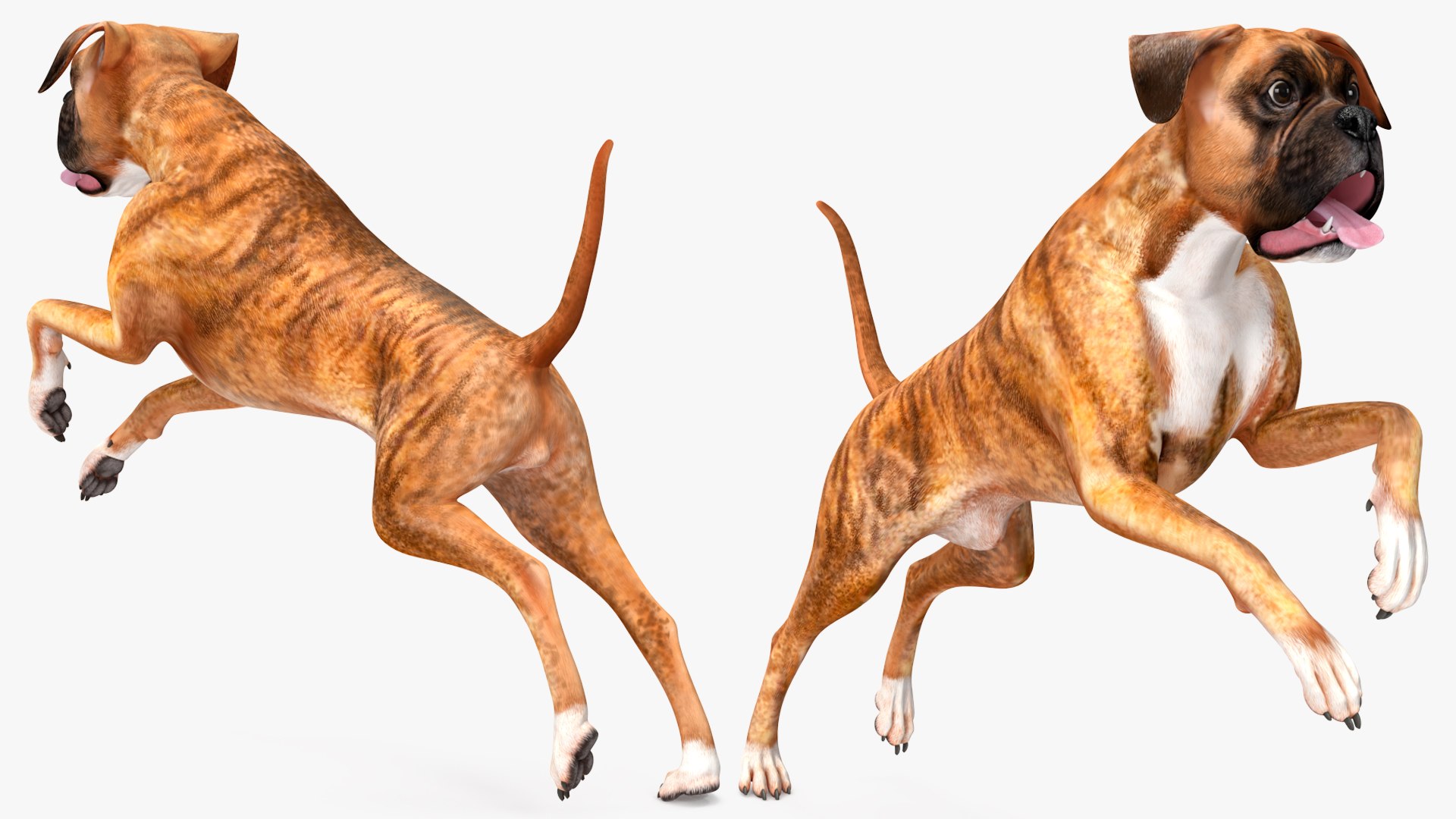 3D Boxer Dog Tiger Colored Rigged For Cinema 4D - TurboSquid 2273137