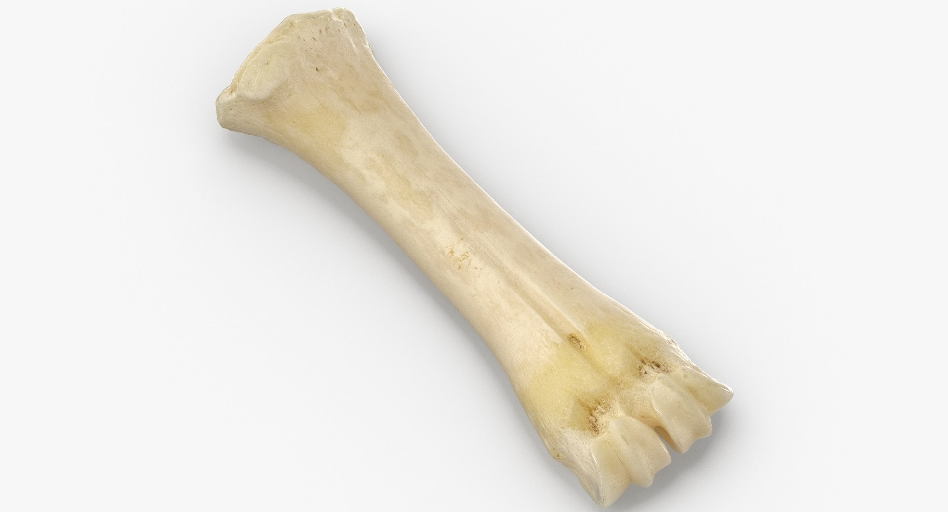 aurochs bone