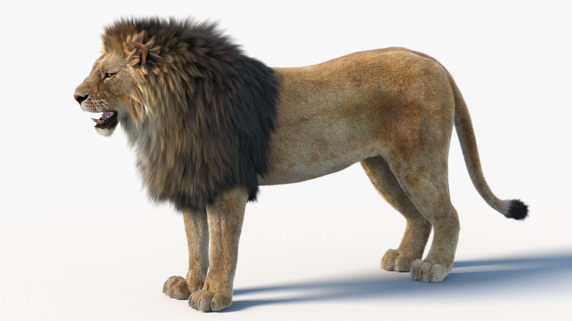 Animated Lion 3D Model Fur 3D Model - TurboSquid 2323992