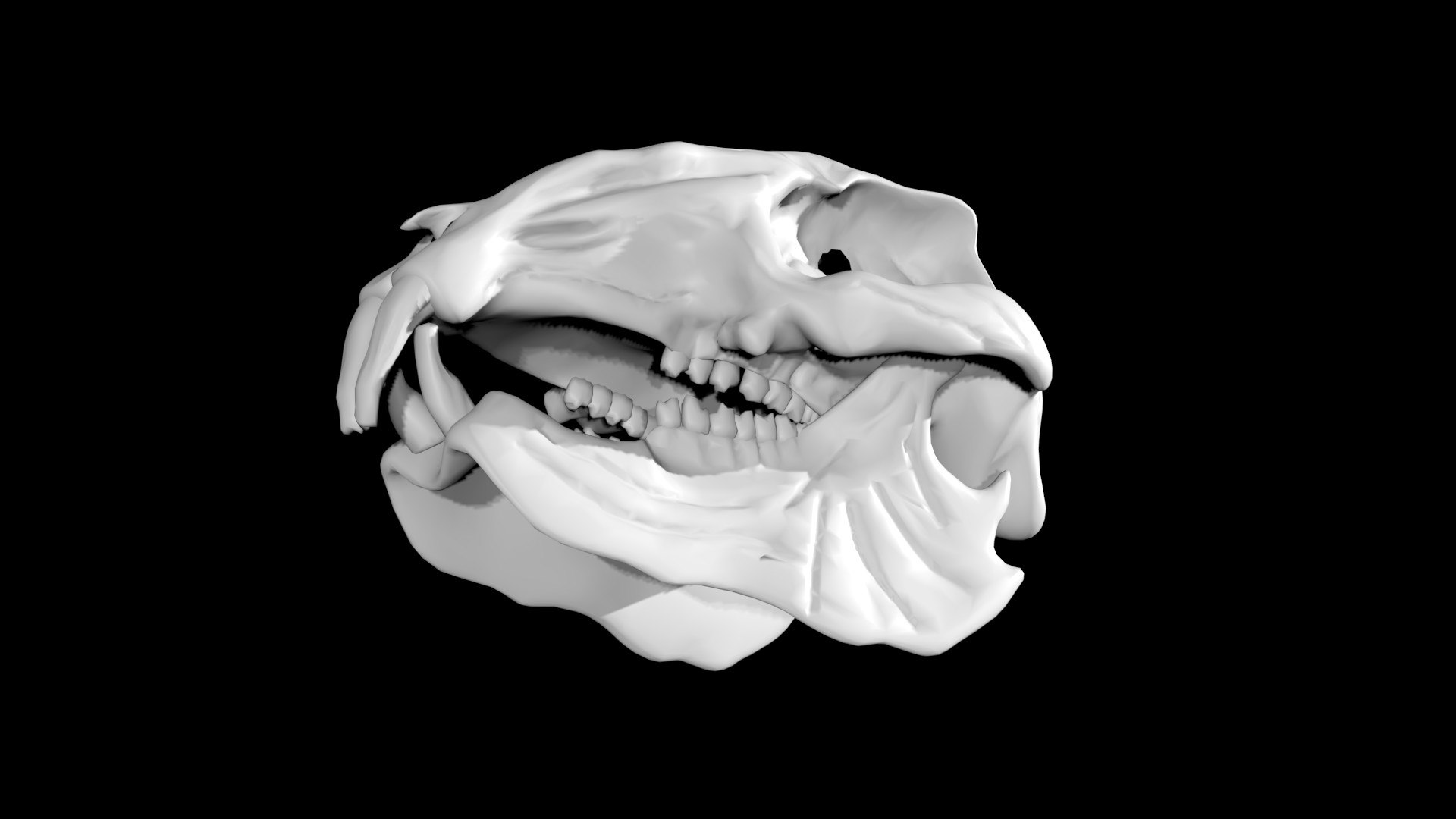 3D Rabbit Skull - TurboSquid 1885810