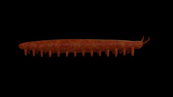 Peripatus 3D model - TurboSquid 1552255