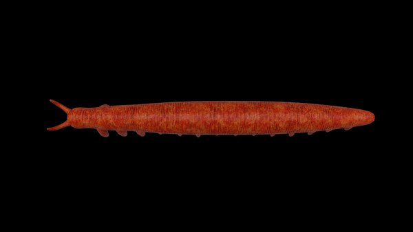 Peripatus 3D model - TurboSquid 1552255