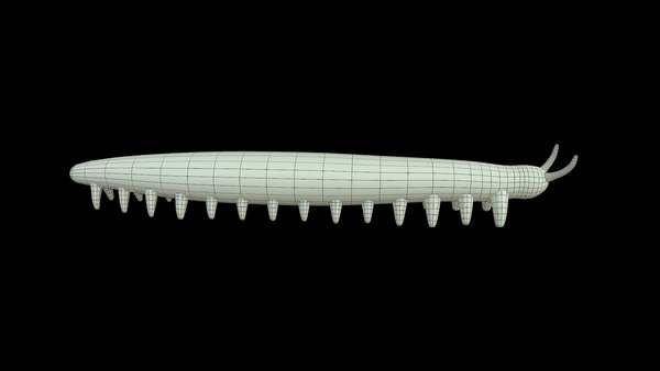 Peripatus 3D model - TurboSquid 1552255