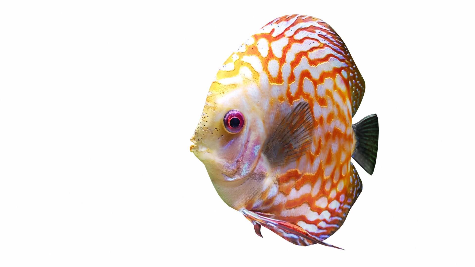 Realistic Discus Fish 3D Model - TurboSquid 1479258