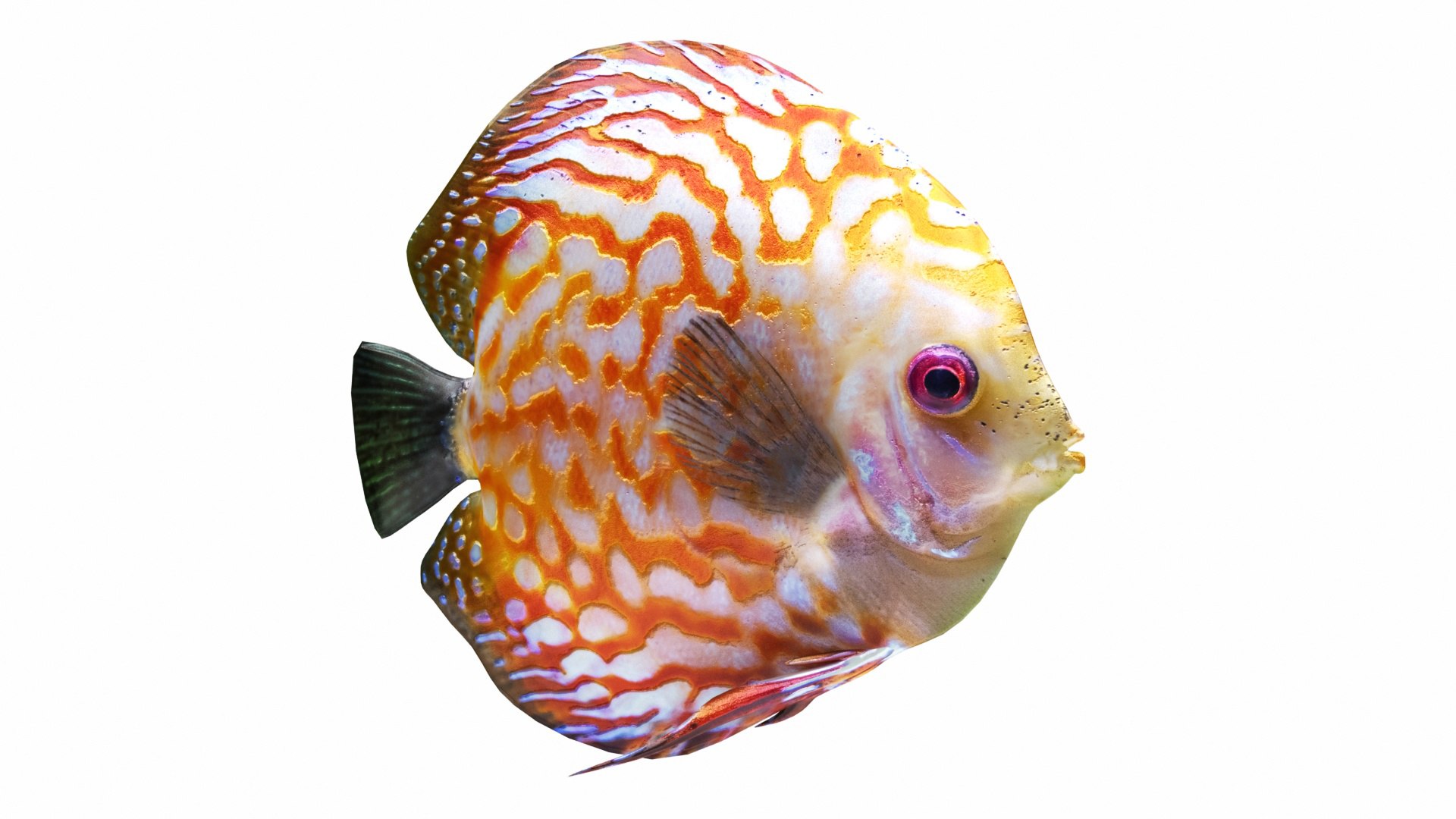 Realistic Discus Fish 3D Model - TurboSquid 1479258