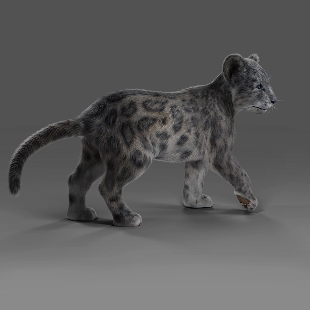 3D Fur Baby Snow Leopard Rigged In Blender - TurboSquid 2026479