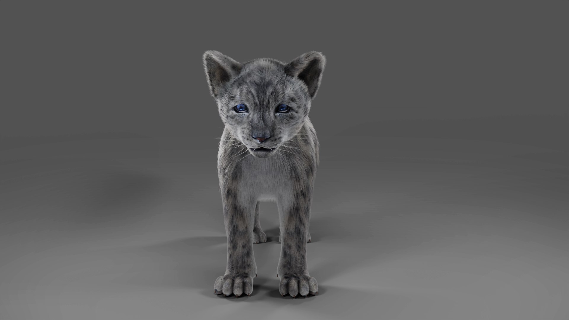3D Fur Baby Snow Leopard Rigged In Blender - TurboSquid 2026479