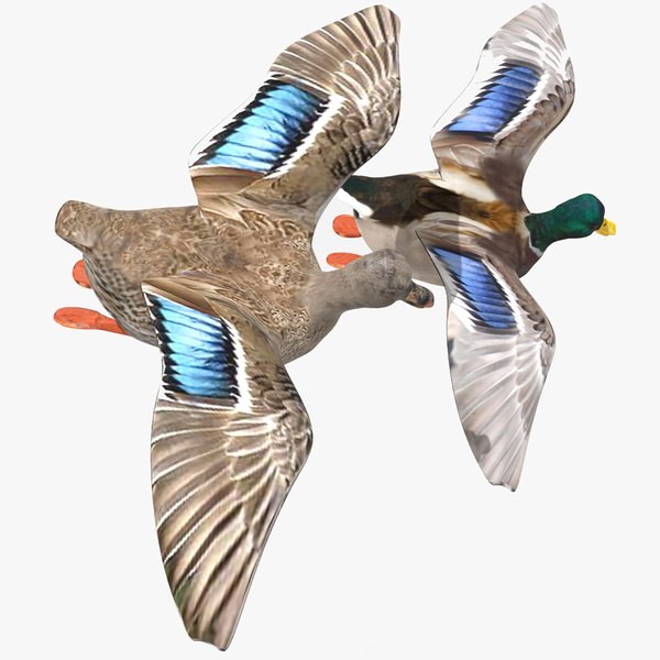 rigged flying duck 3d 3ds