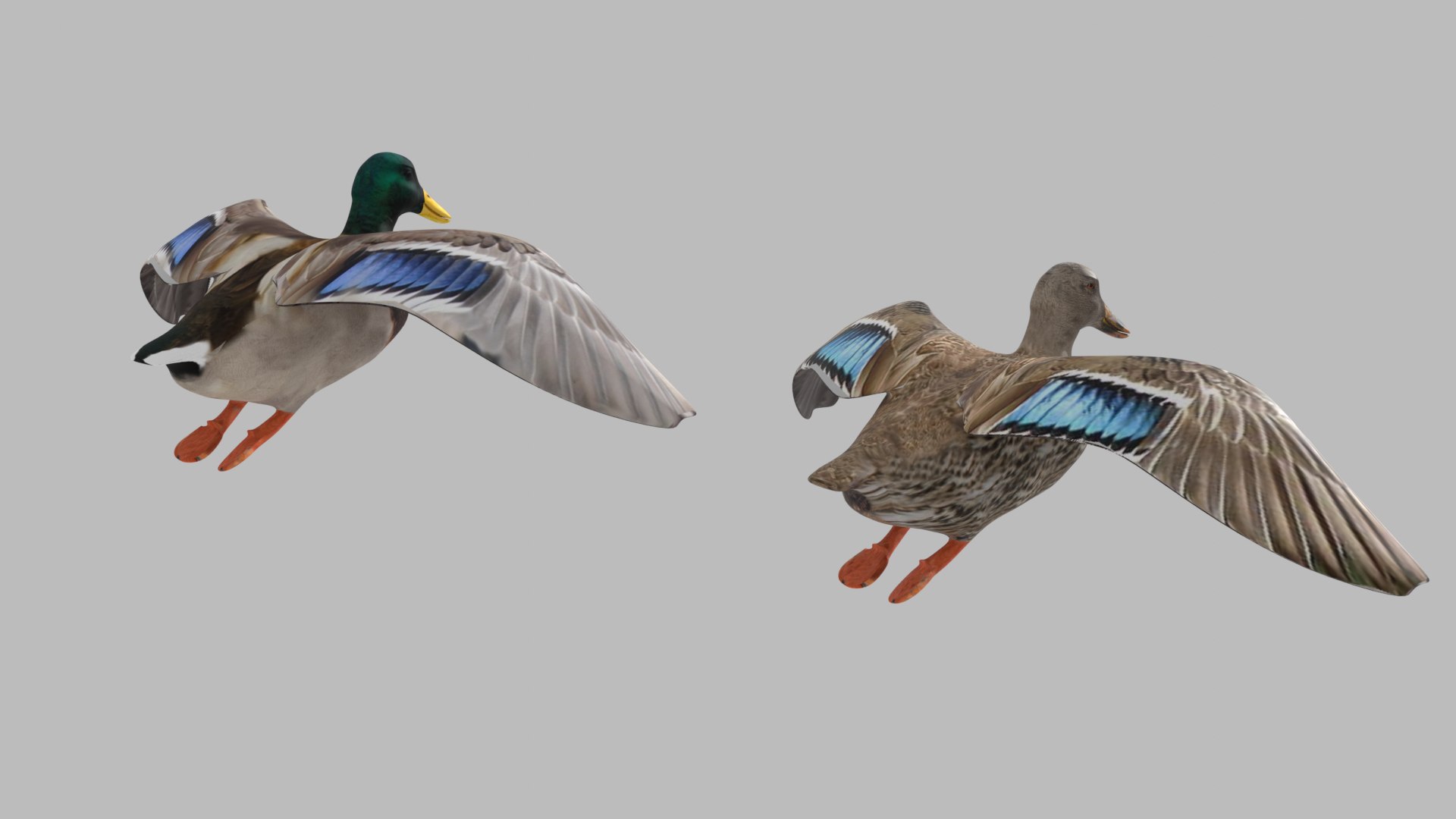 Duck 3D Model - TurboSquid 1975471