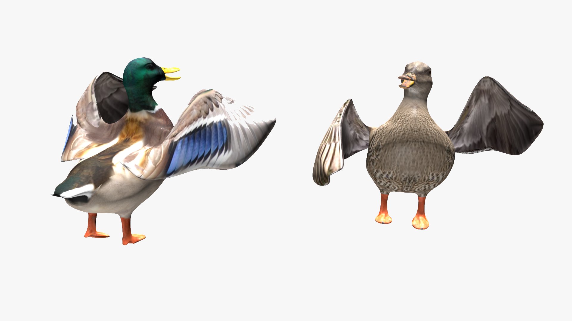 Duck 3D Model - TurboSquid 1975471