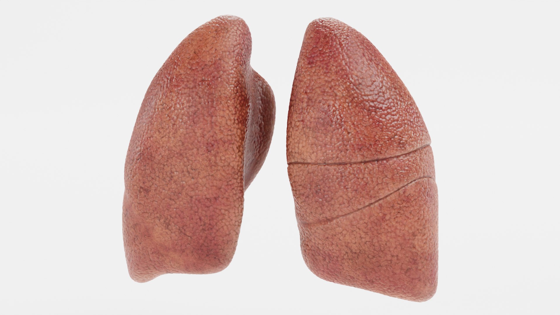 Lungs 3D Model - TurboSquid 1839080