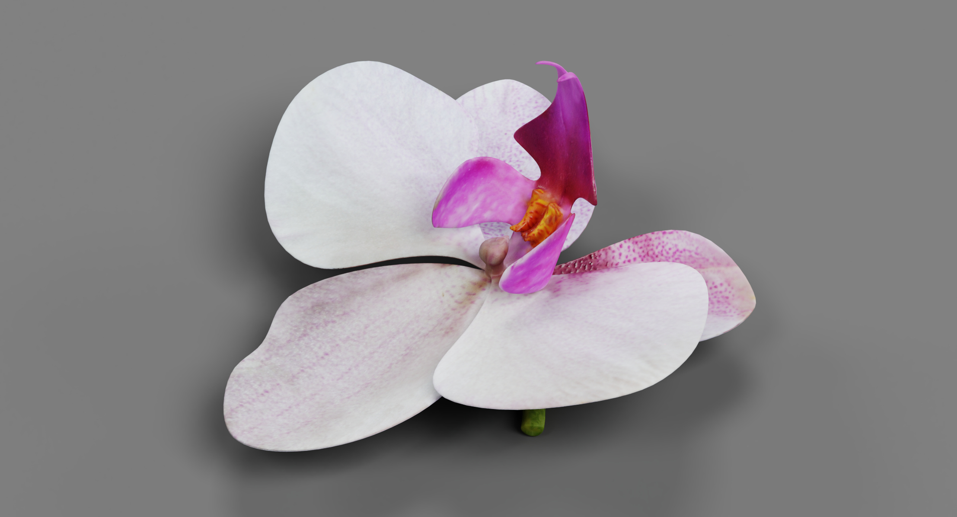 3D model orchid bloom - TurboSquid 1320395