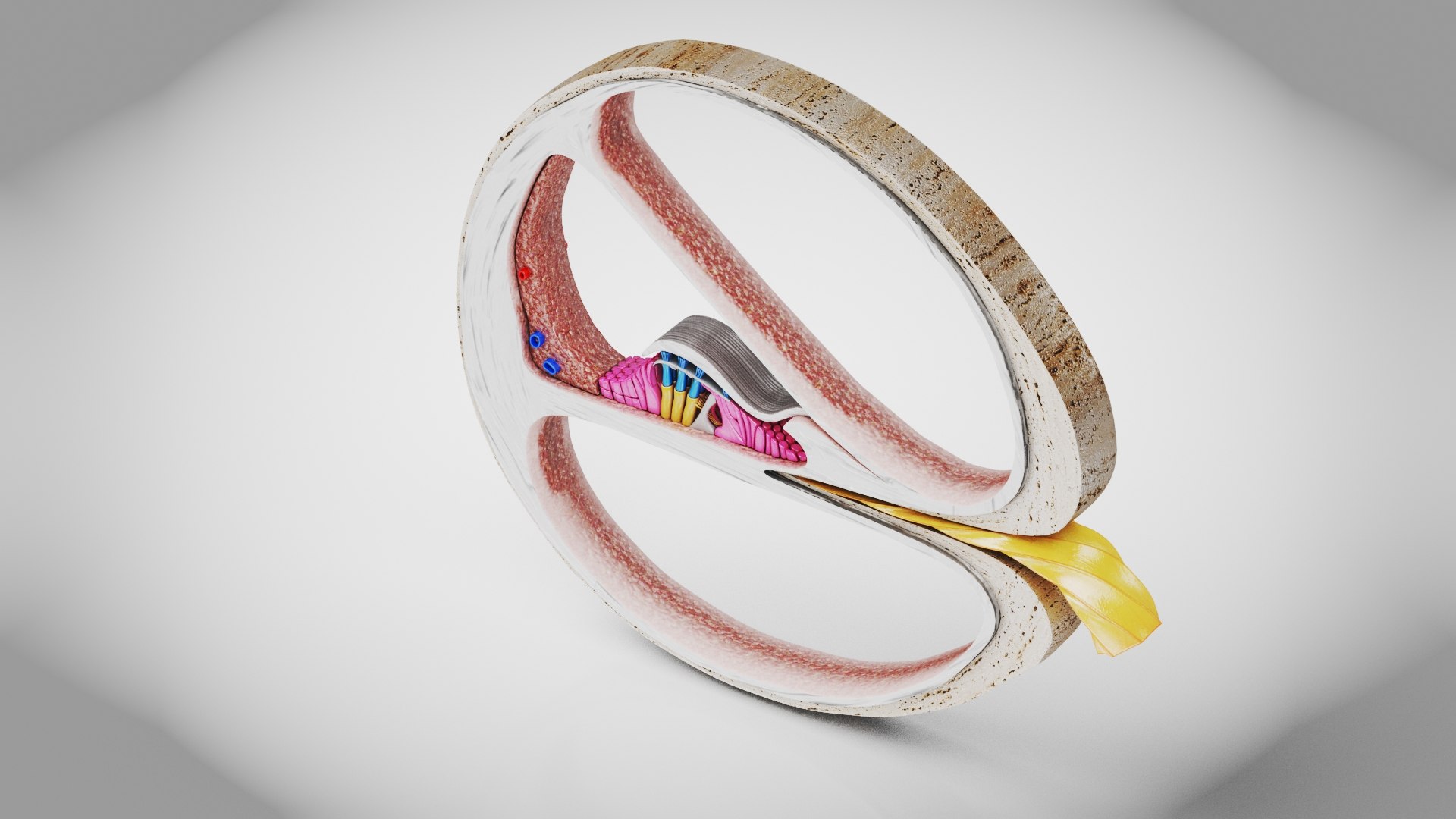 3D Cochlea Cross Section - TurboSquid 2132309