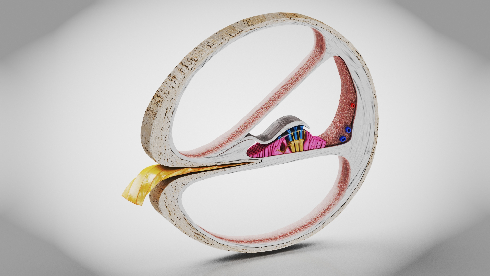 3D Cochlea cross section - TurboSquid 2132309
