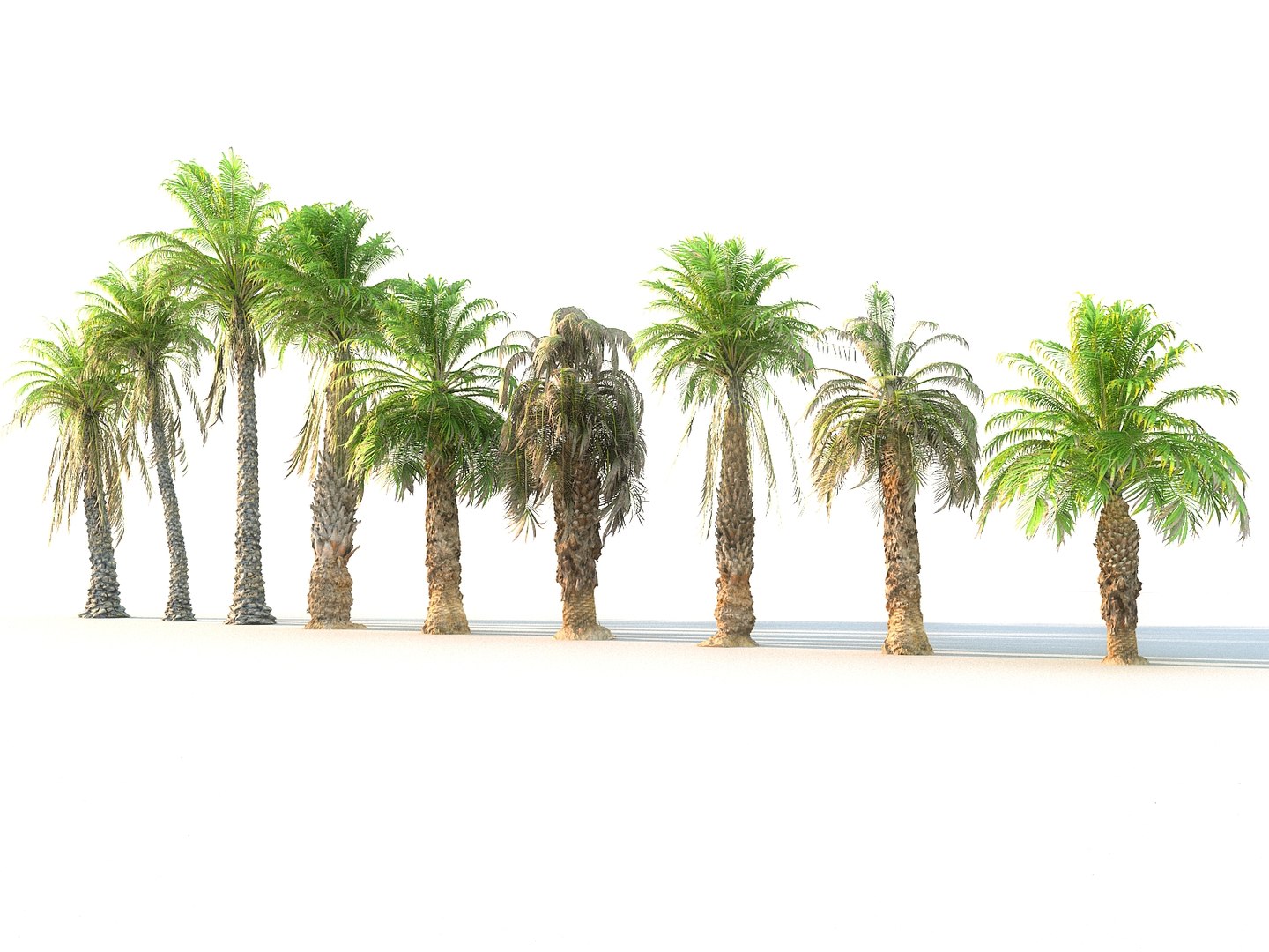 3D model palm pack 9 tree - TurboSquid 1442139