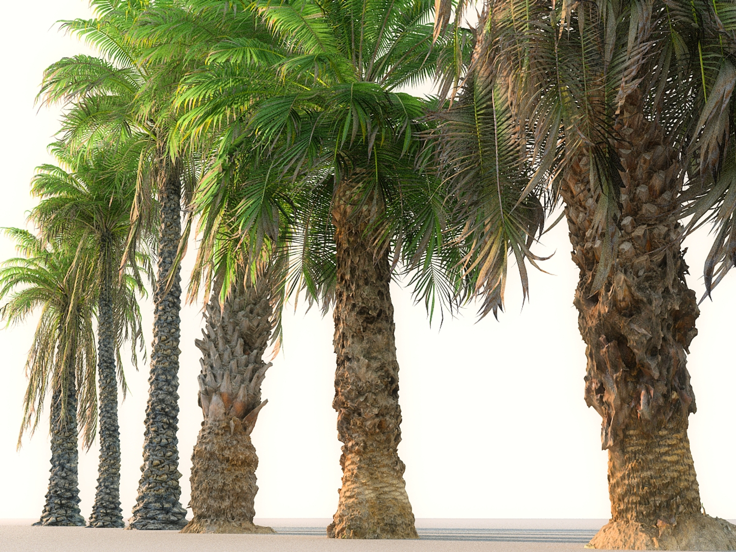 3D model palm pack 9 tree - TurboSquid 1442139