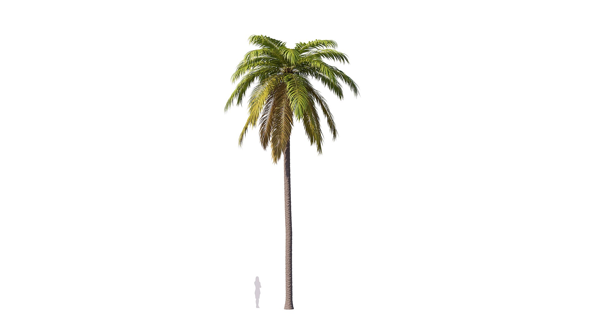 3D Model Palm 02 - TurboSquid 2441419