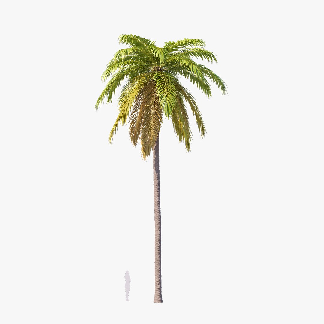 3D Model Palm 02 - TurboSquid 2441419