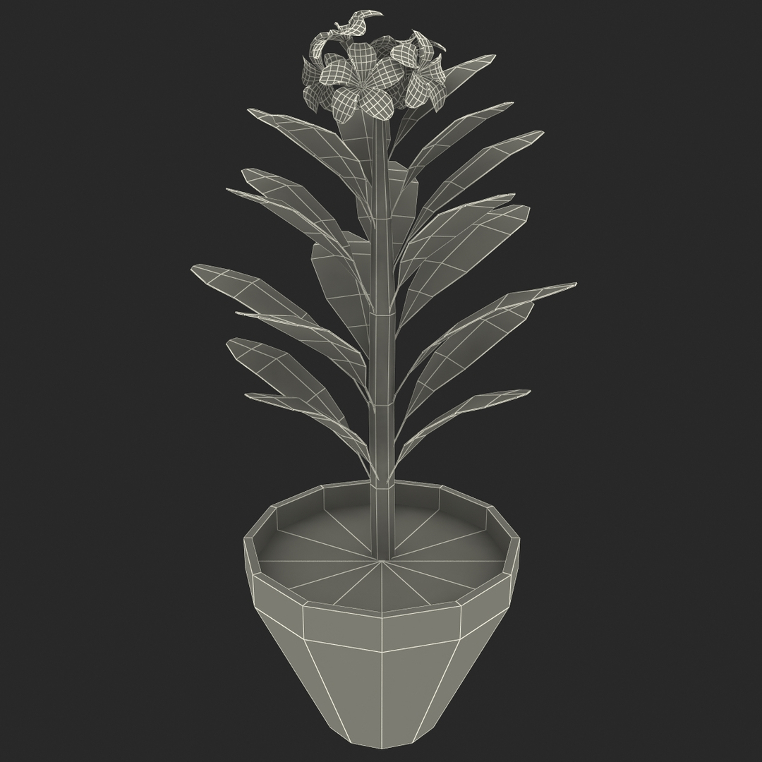 3d pink plumeria plant flower