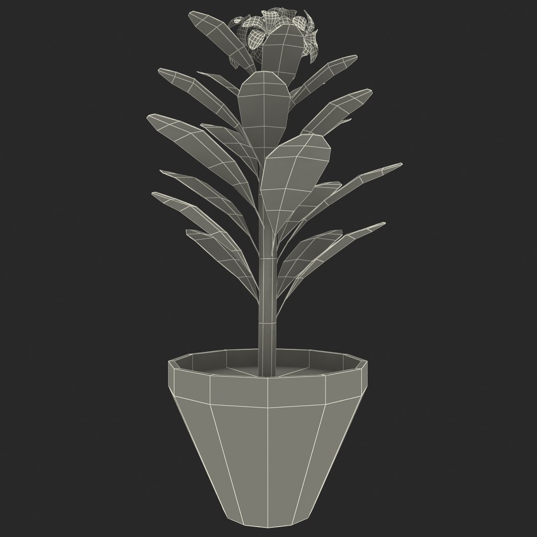 3d pink plumeria plant flower