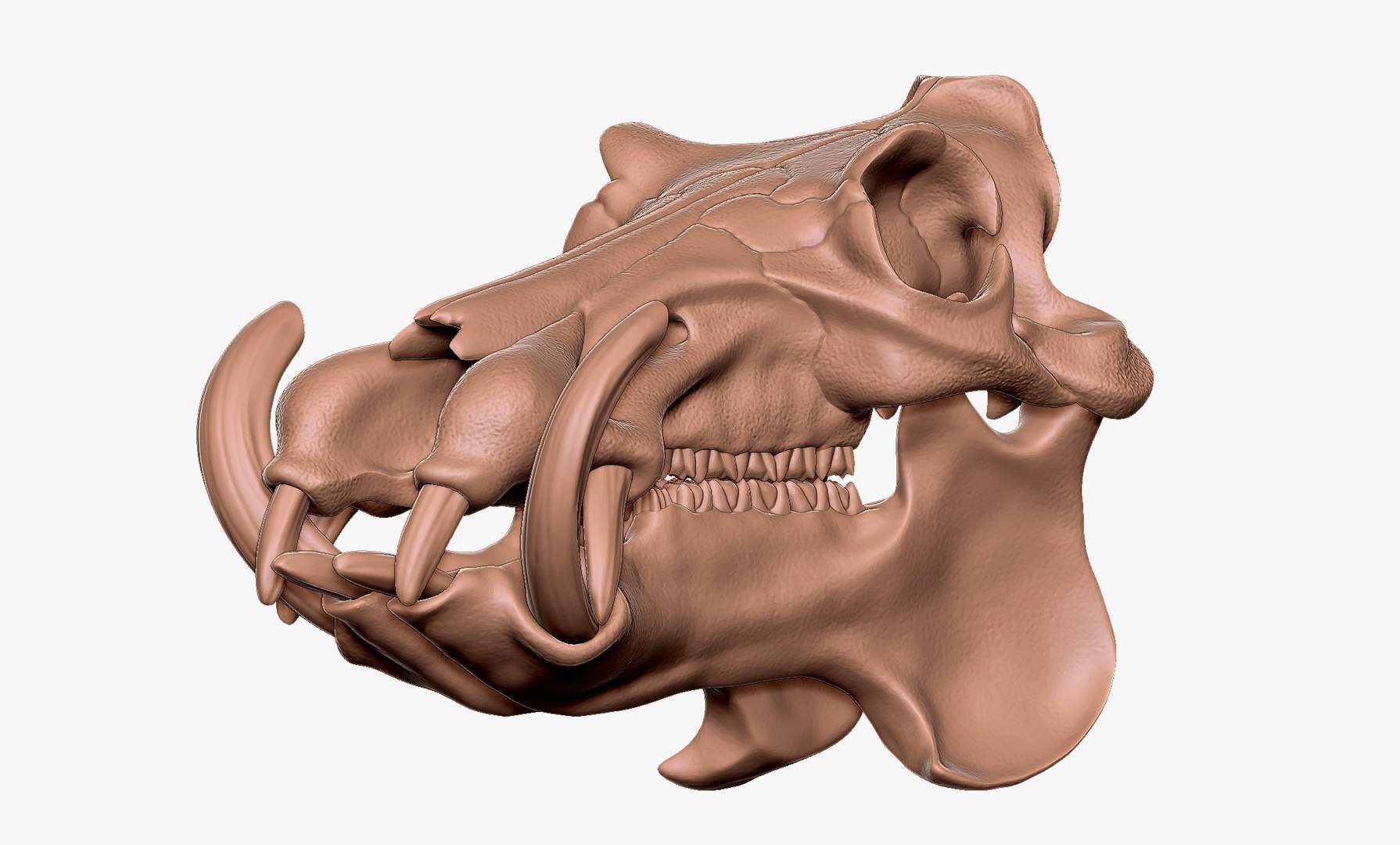 3D Hippopotamus Skull - CNC And Print Model - TurboSquid 2029623