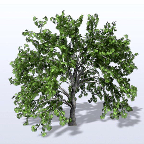 white oak tree 3d model