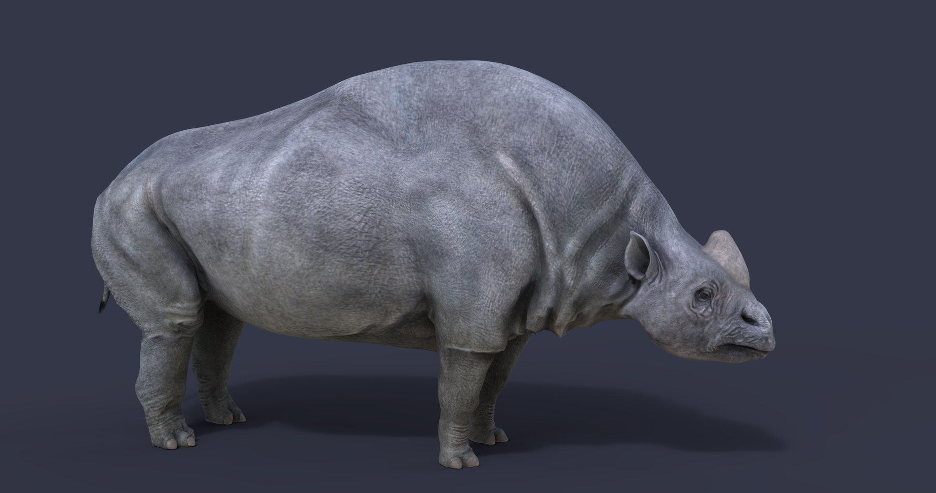 3D Elasmotherium model - TurboSquid 1829307