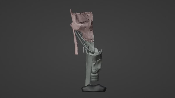 modelo 3d 3D Model of Pharynx and Mouth - TurboSquid 2079101