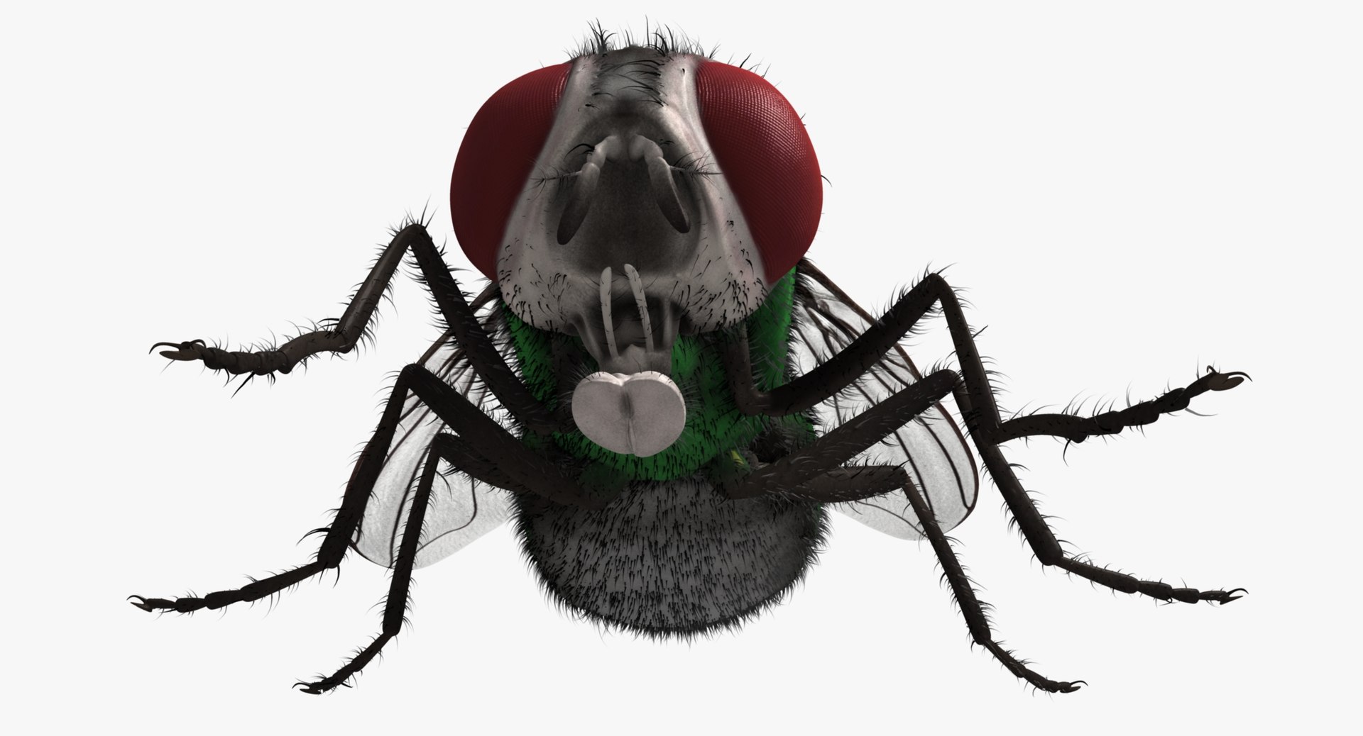 3d Model Lucilia Sericata Common Green