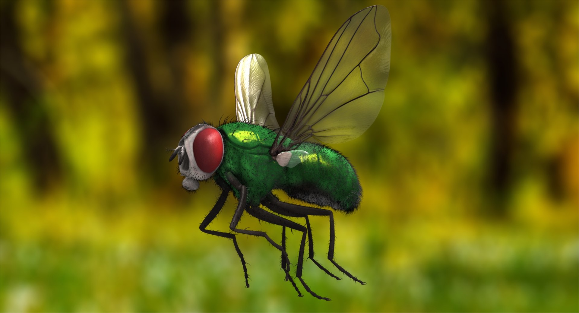 3d Model Lucilia Sericata Common Green