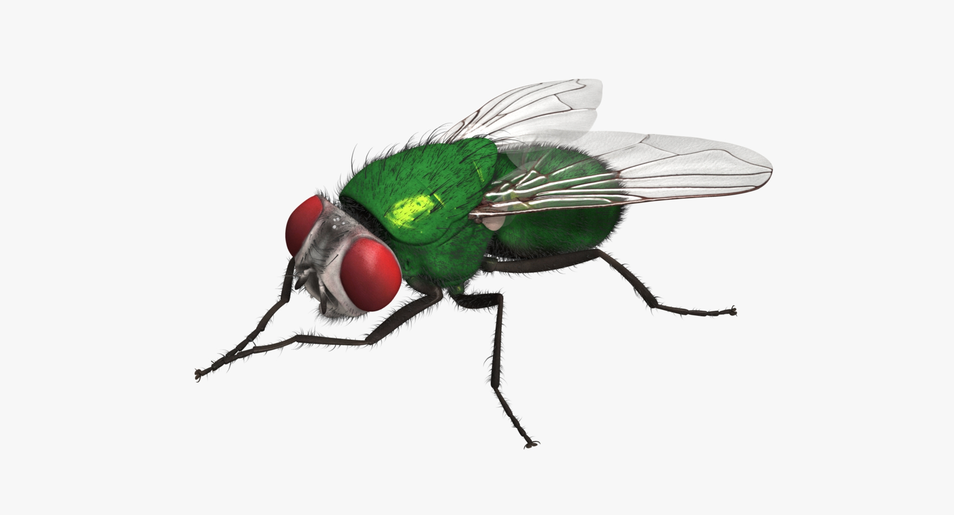 3d Model Lucilia Sericata Common Green
