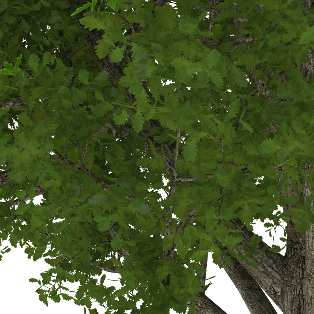 3d White Oak Tree Summer Model