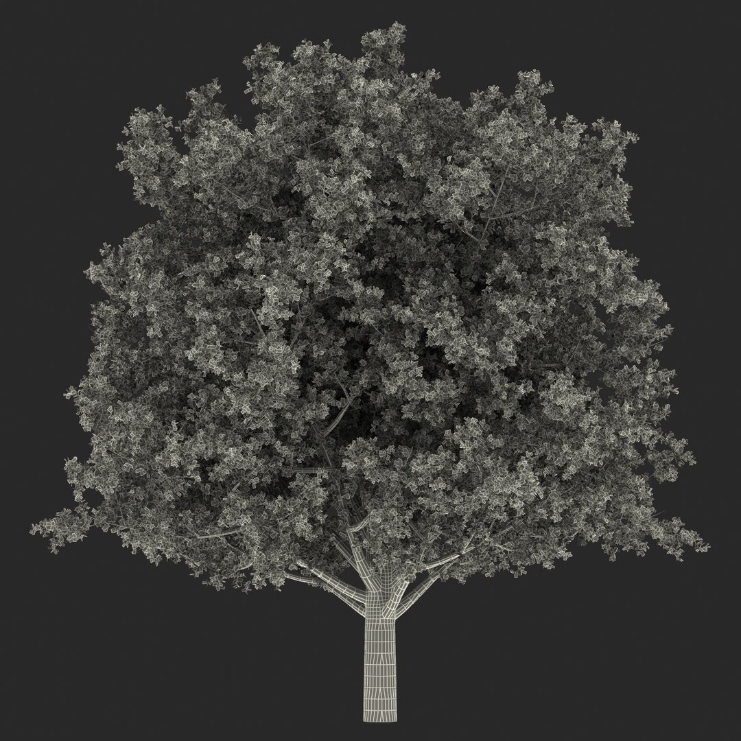 3d white oak tree summer model