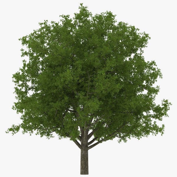 white oak tree autumn 3d model